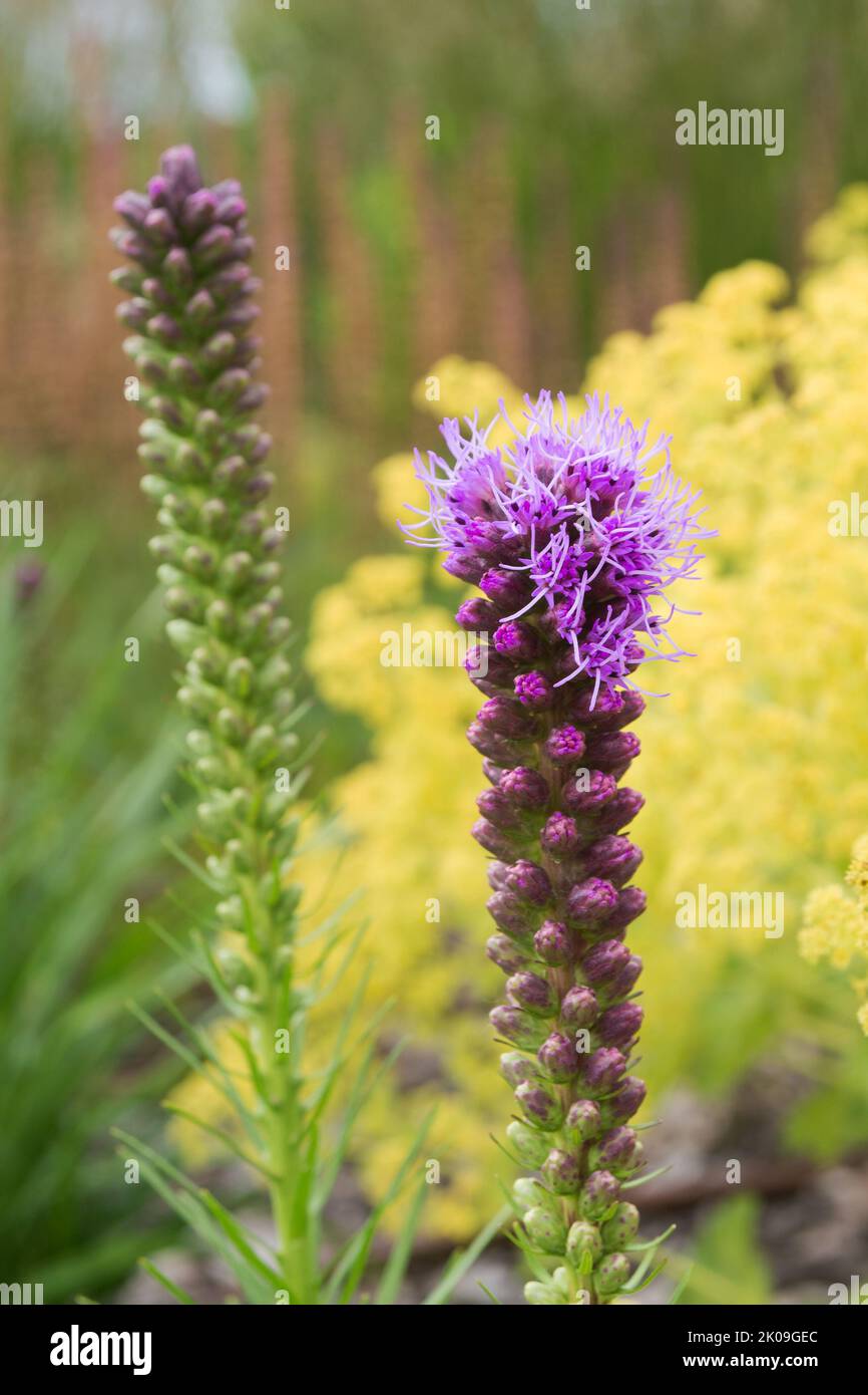 Purple Liatris spicata flowers in a garden plot. Decorative flower for ...