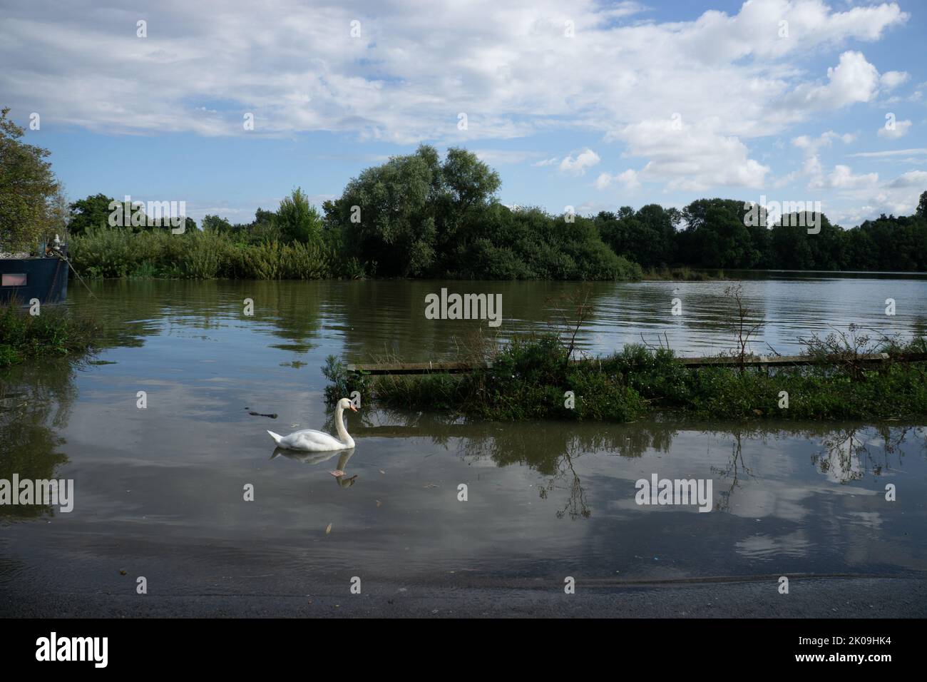 London, England, UK. 10th Sep 2022. Confused swan swims away from the ...