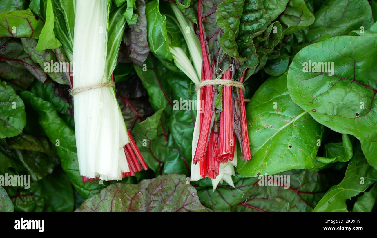 Chard red green bio leaves white swiss Beta vulgaris garden farm ...