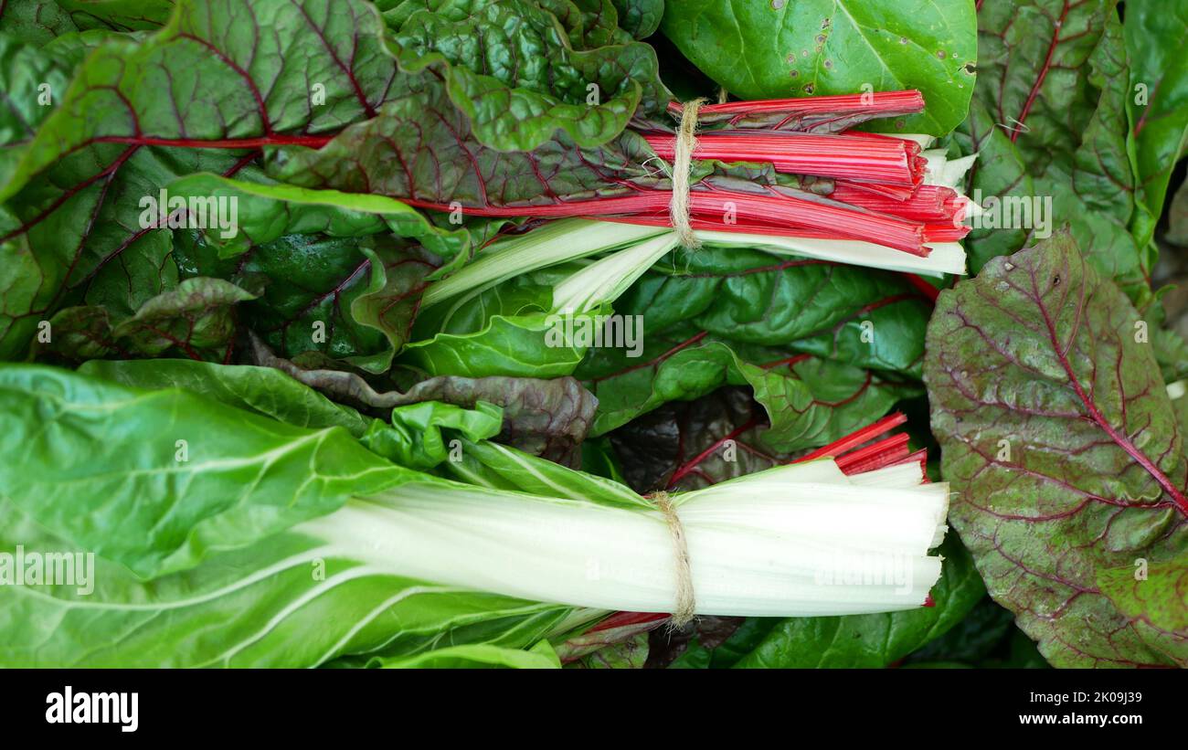 Chard red green bio leaves white swiss Beta vulgaris garden farm ...