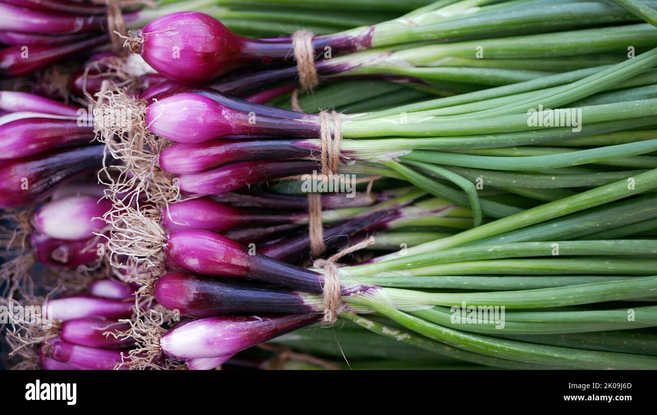 Onion purple harvest fresh ripe harvesting market shop spring sibies ...