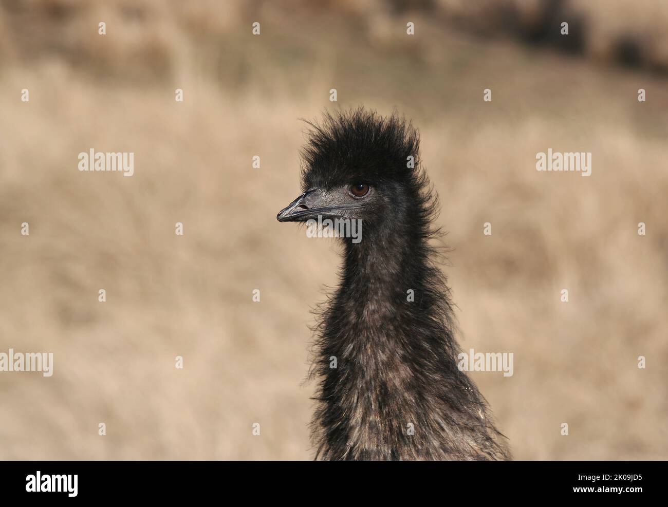 Portrait of a Emu in Australia Stock Photo - Alamy