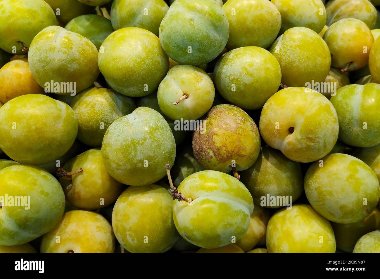Stack of Mirabelle plums (Prunus domestica subsp. syriaca) on a ...