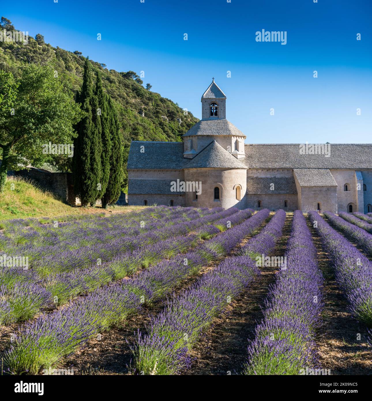 Abbaye Senanque, Provence, France, Europe Stock Photo - Alamy