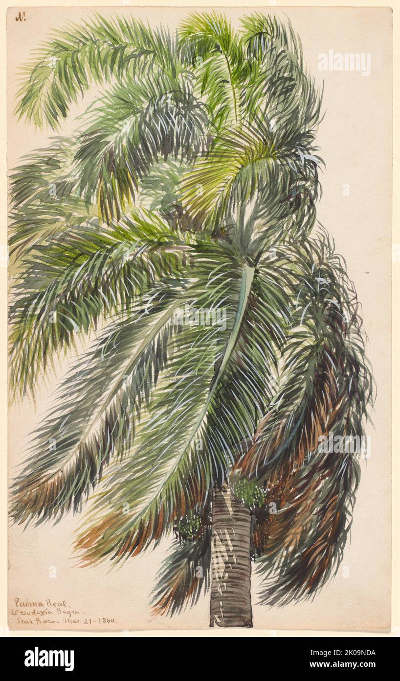 Palma Real, 1860 Stock Photo - Alamy
