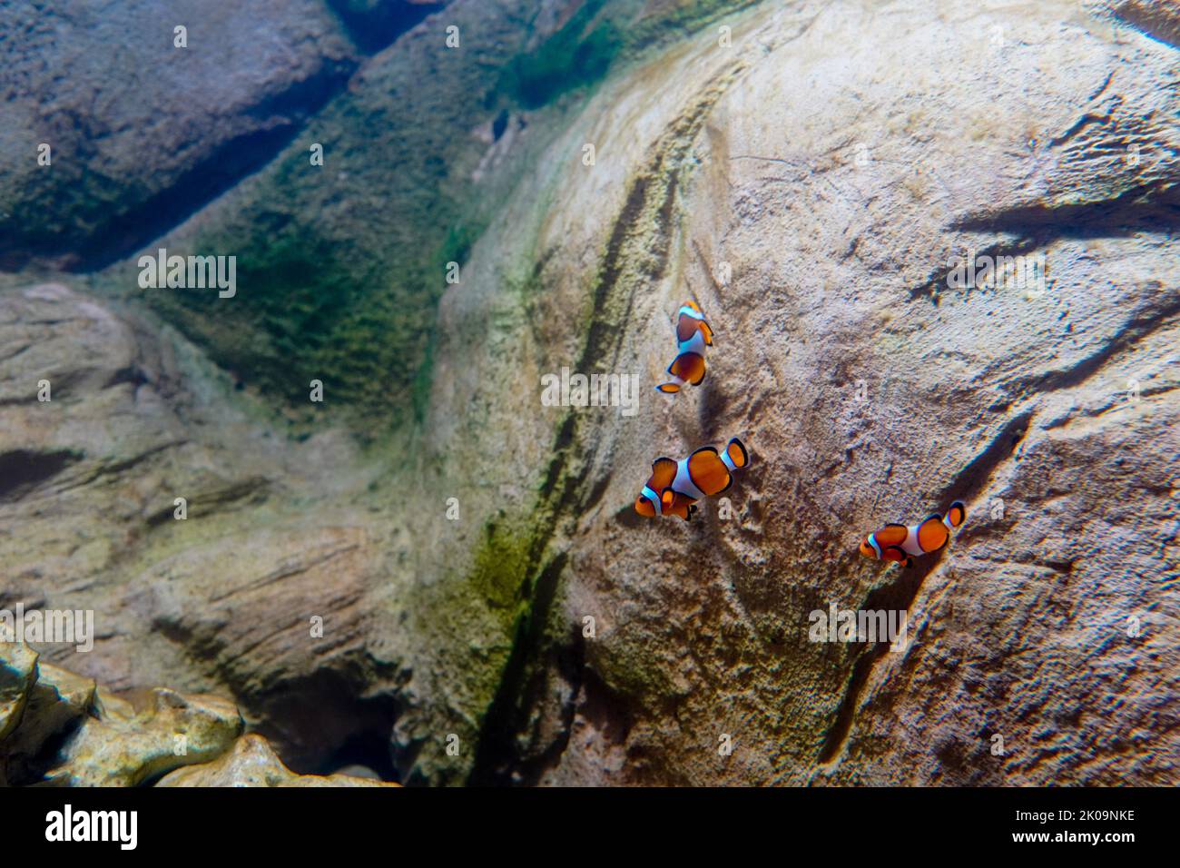 Fish in one of the aquariums at Bioparque Pantanal (Pantanal Aquarium ...