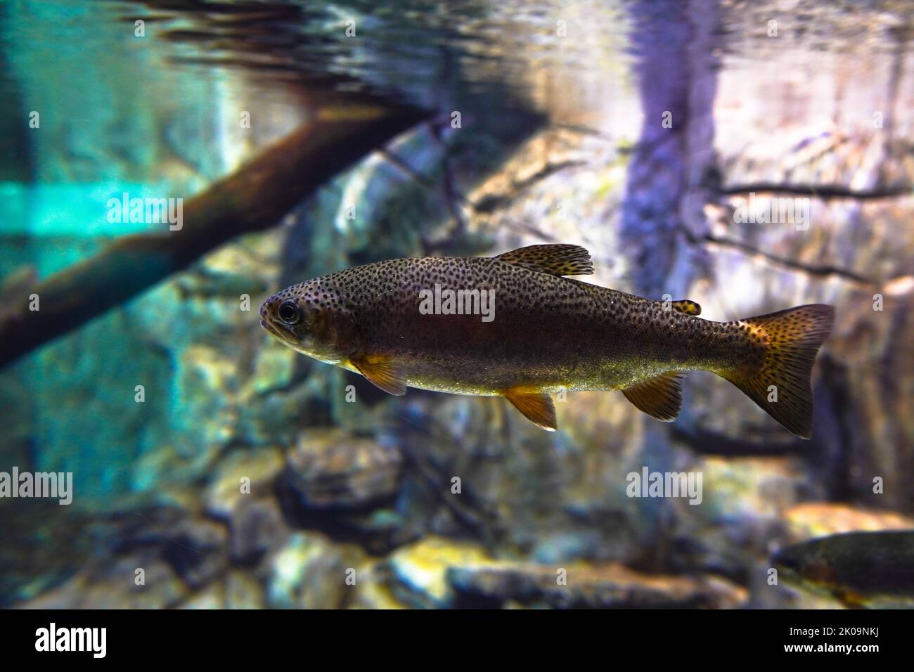 Fish in one of the aquariums at Bioparque Pantanal (Pantanal Aquarium ...