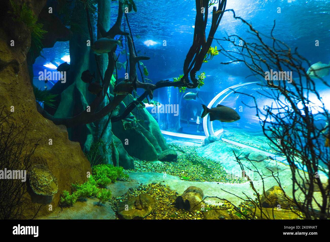 Fish in one of the aquariums at Bioparque Pantanal (Pantanal Aquarium ...
