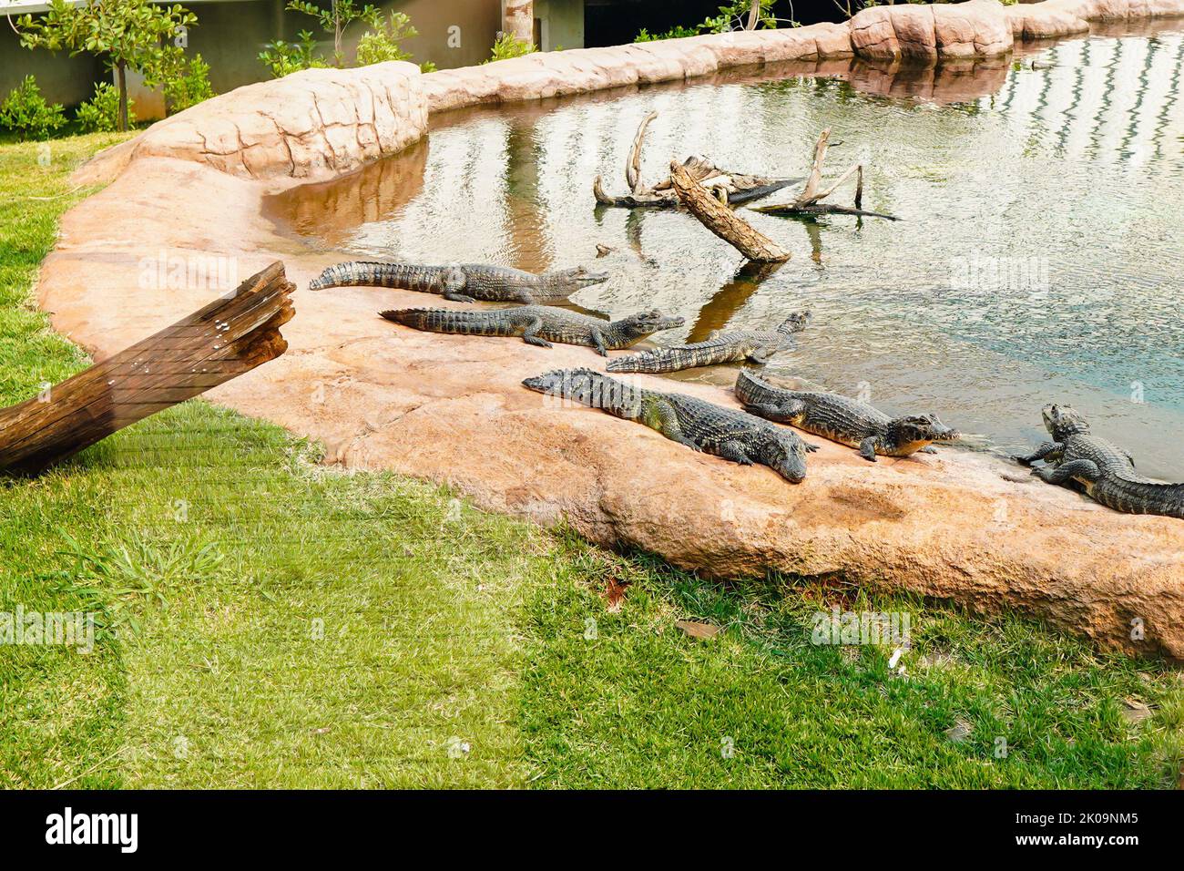 Alligators in one of the aquariums at Bioparque Pantanal (Pantanal ...