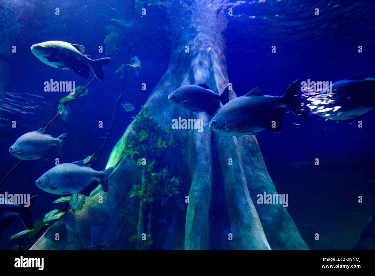 Fish in one of the aquariums at Bioparque Pantanal (Pantanal Aquarium ...