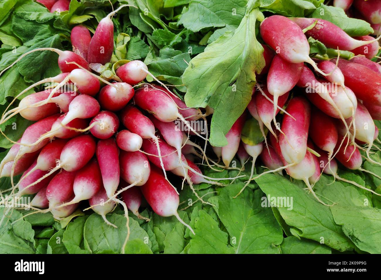 Close-up on a stack of Radishes on a market stall Stock Photo - Alamy