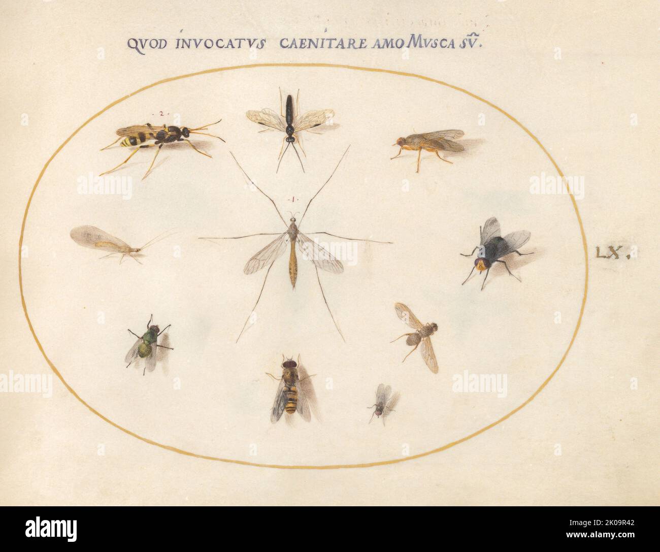Plate flies hi-res stock photography and images - Alamy