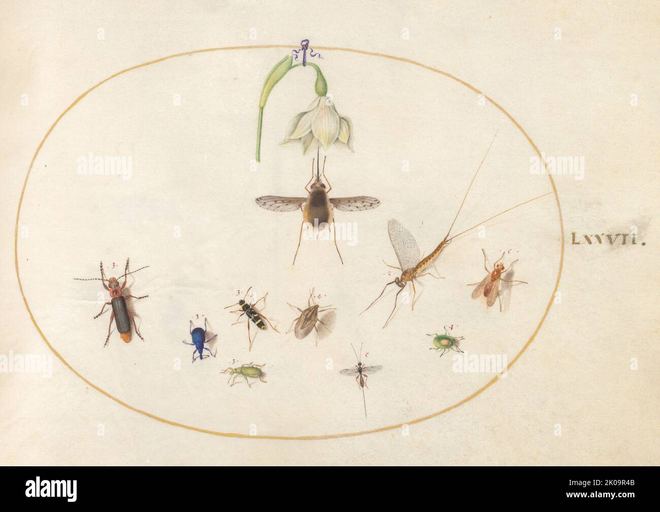 Plate 77: Hummingbird Hawk Moth with a White Flower, Blue and Green ...