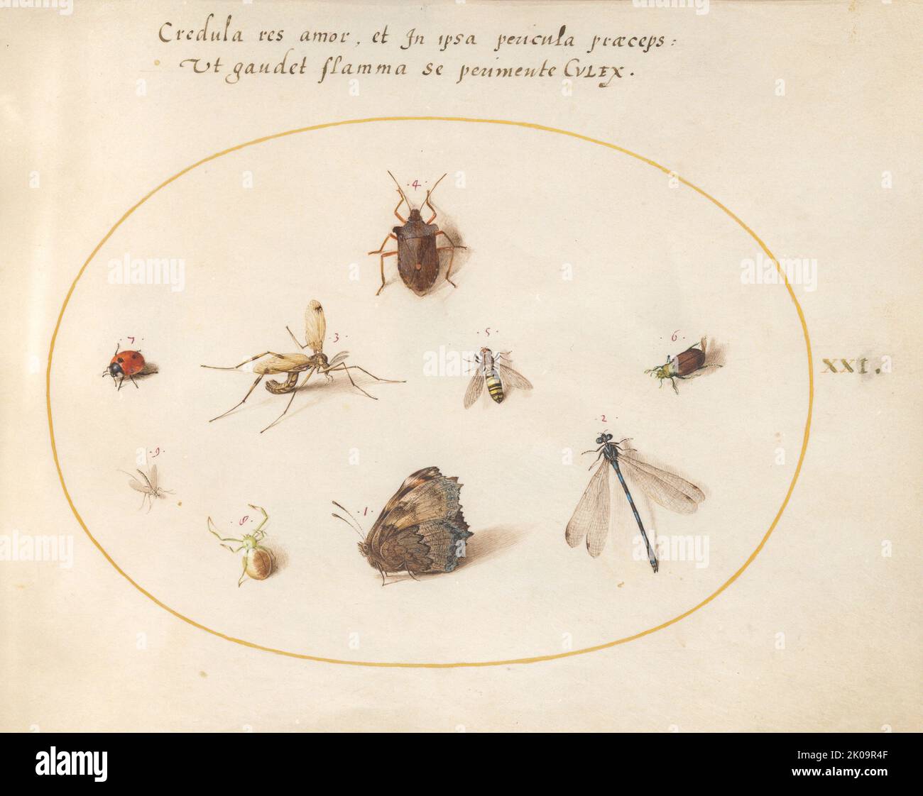 Five continent butterfly hi-res stock photography and images - Alamy