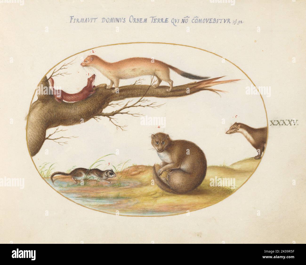 Animalia qvadrvpedia hi-res stock photography and images - Alamy