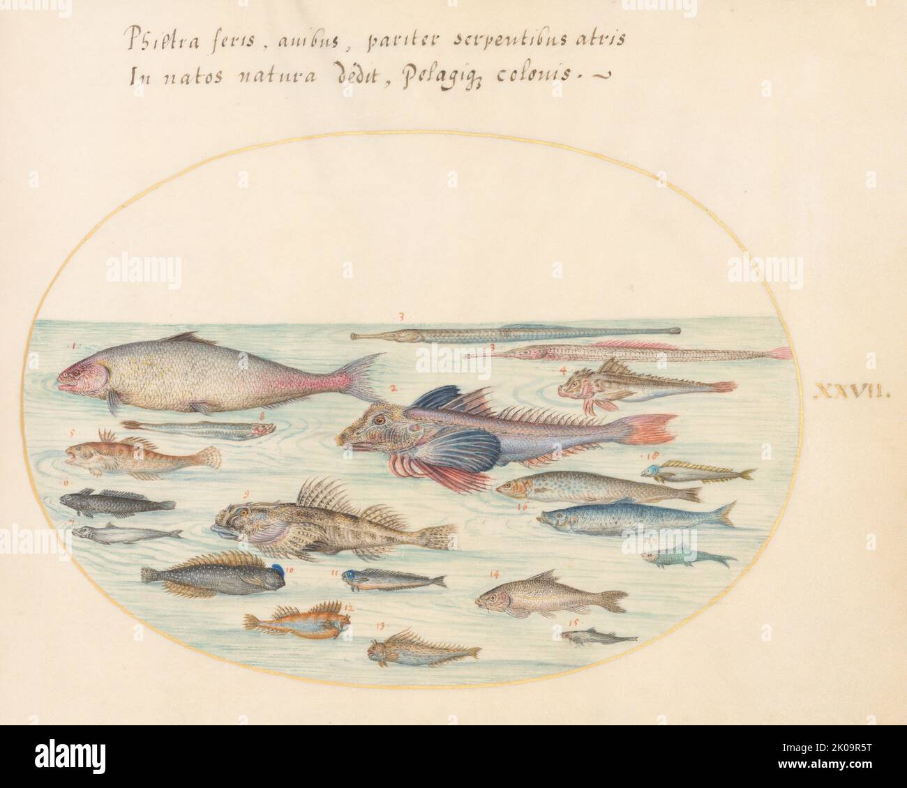 Animalia aquatilia et conchiliata aqua hi-res stock photography and ...