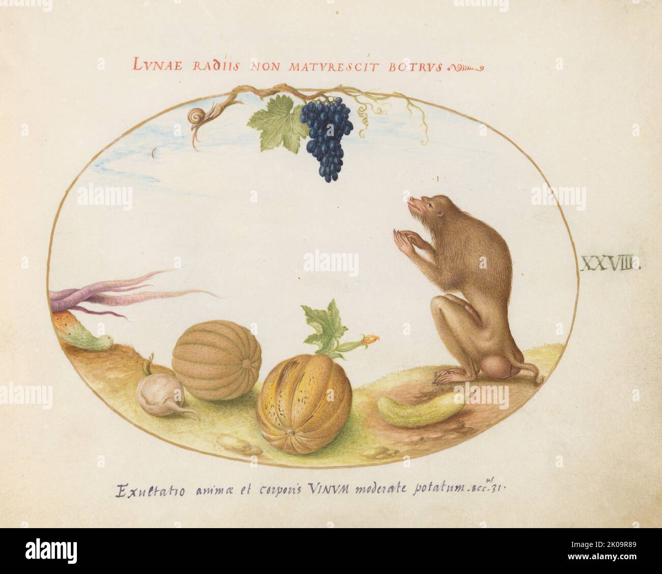 Animalia quadrupedia et reptilia terra hi-res stock photography and ...