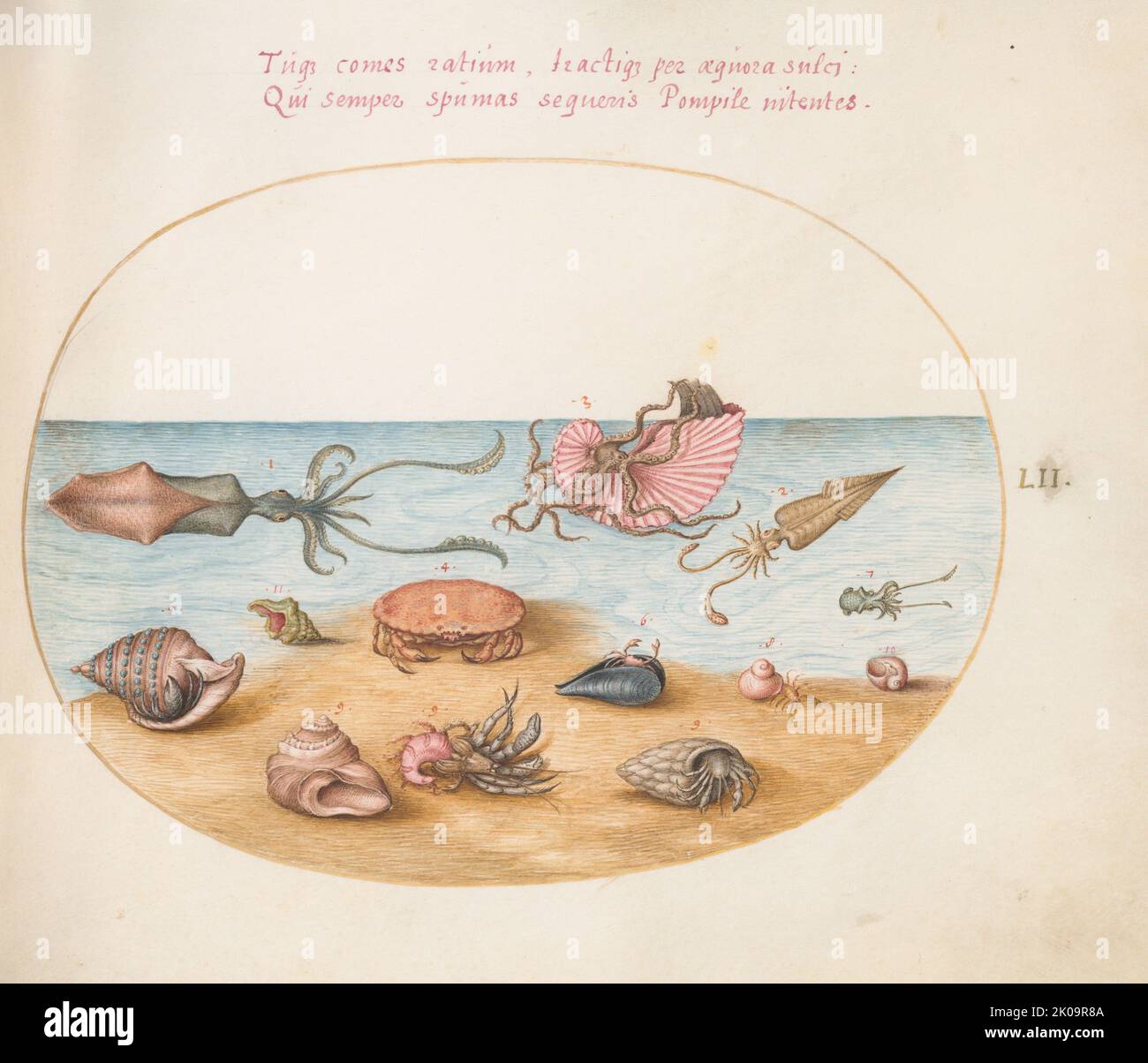 Animalia aquatilia et conchiliata aqua hi-res stock photography and ...