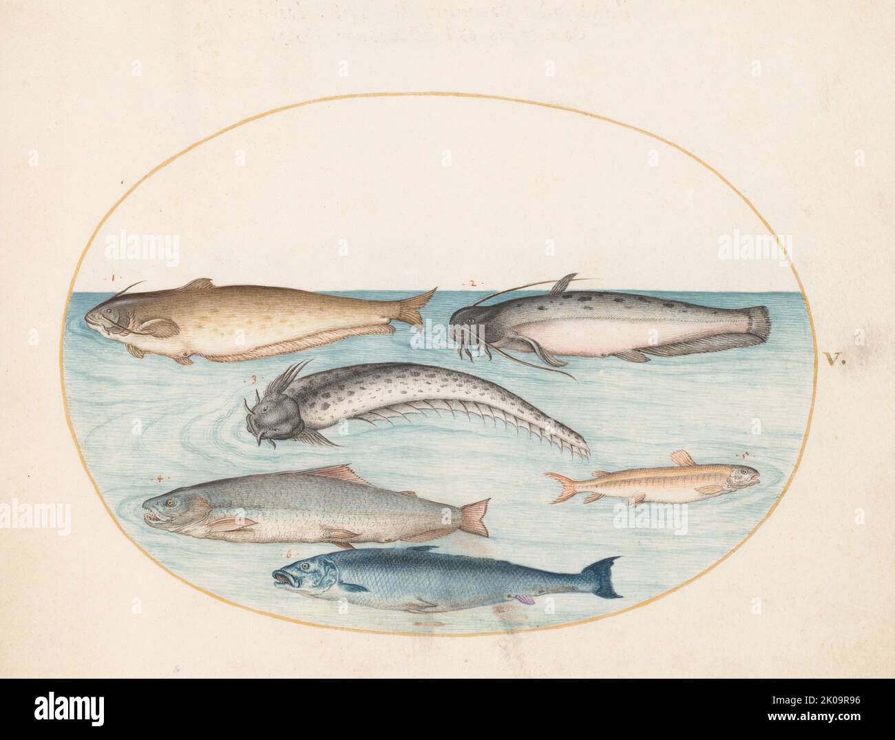 Animalia aquatilia et conchiliata aqua hi-res stock photography and ...