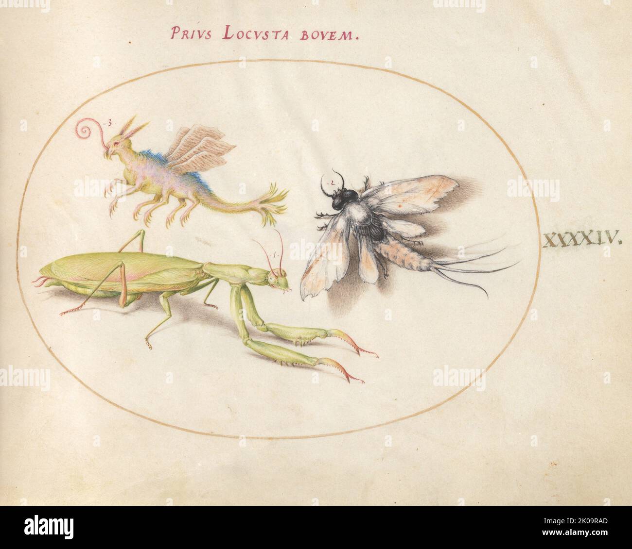 Plate 44: Mantis and Mayfly with an Imaginary Insect, c. 1575/1580 ...