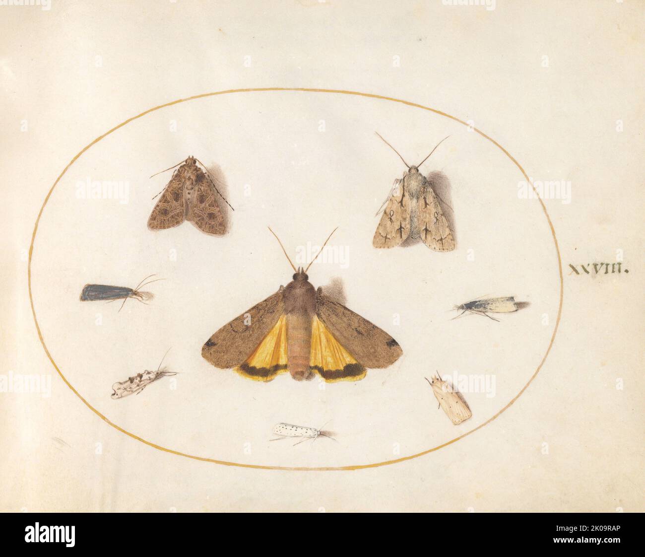 Plate 28: Eight Moths, c. 1575/1580 Stock Photo - Alamy