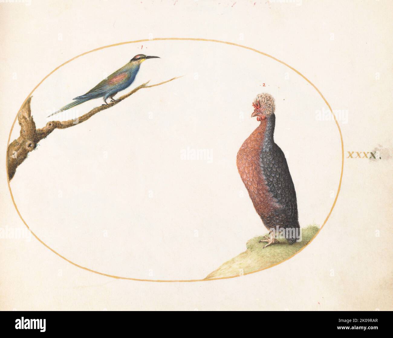 Animalia Volatilia et Amphibia (Aier): Plate XL, c. 1575/1580 Stock ...