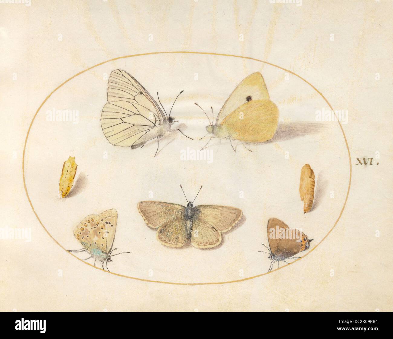 Five continent butterfly hi-res stock photography and images - Alamy