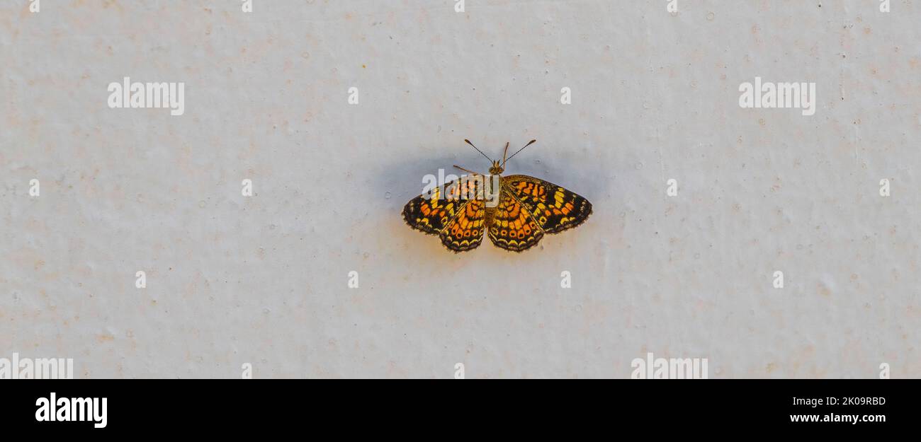 Colorful beautiful orange yellow butterfly insect sitting on the wall ...