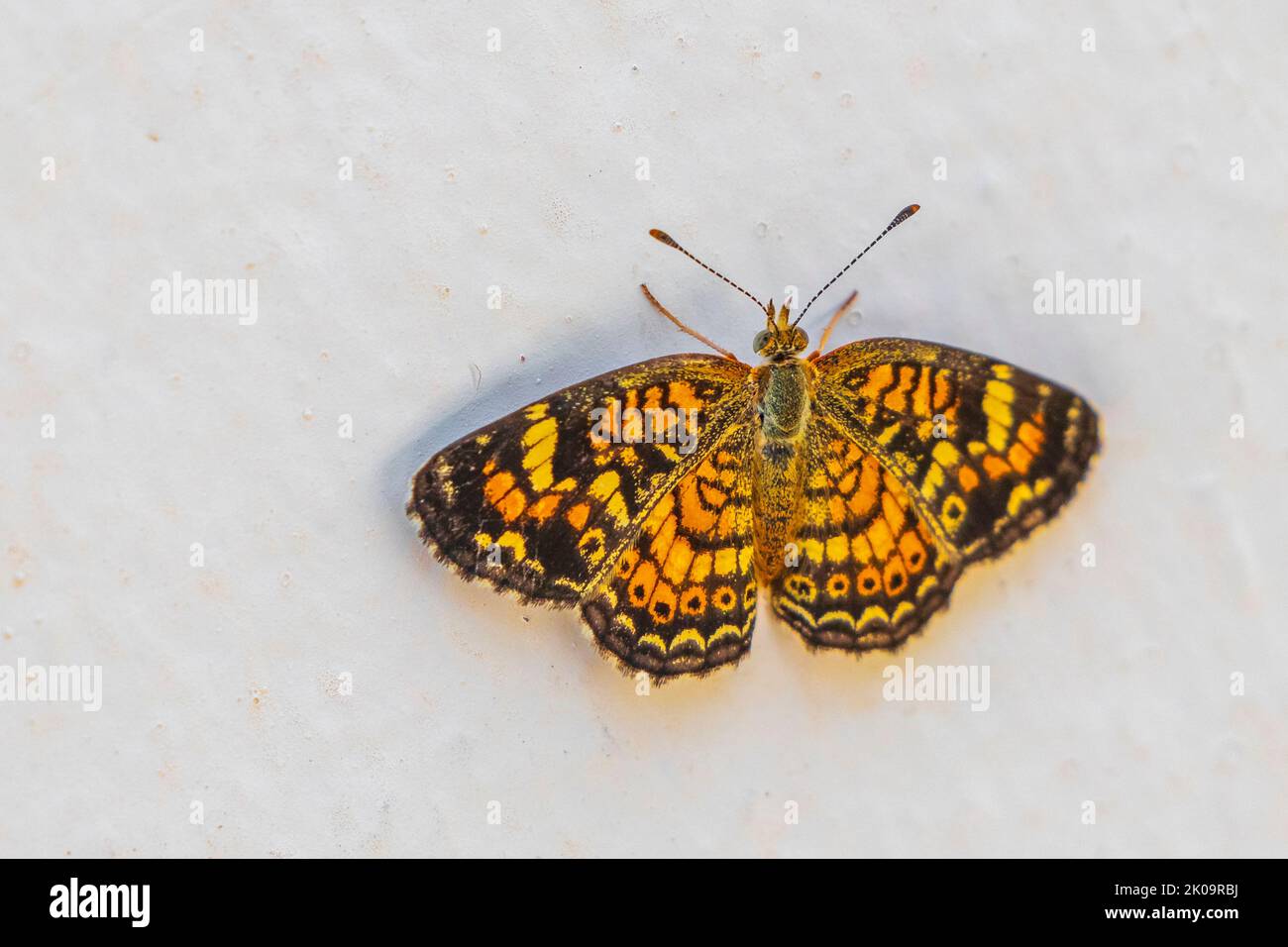 Colorful beautiful orange yellow butterfly insect sitting on the wall ...