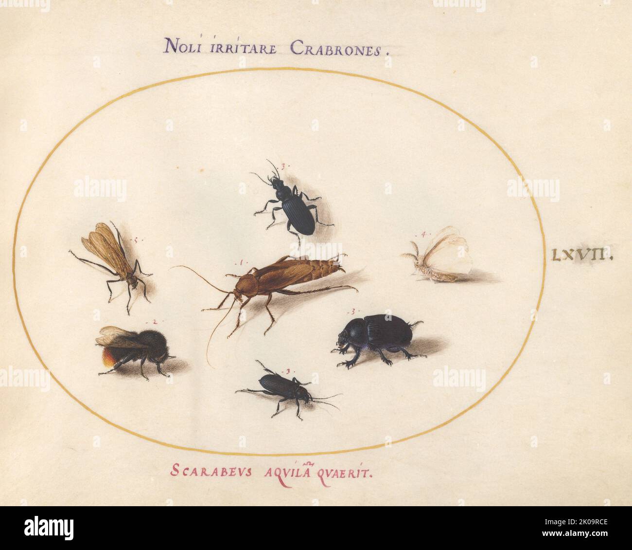 Animalia Rationalia et Insecta (Ignis): Plate LXVII, c. 1575/1580 Stock ...