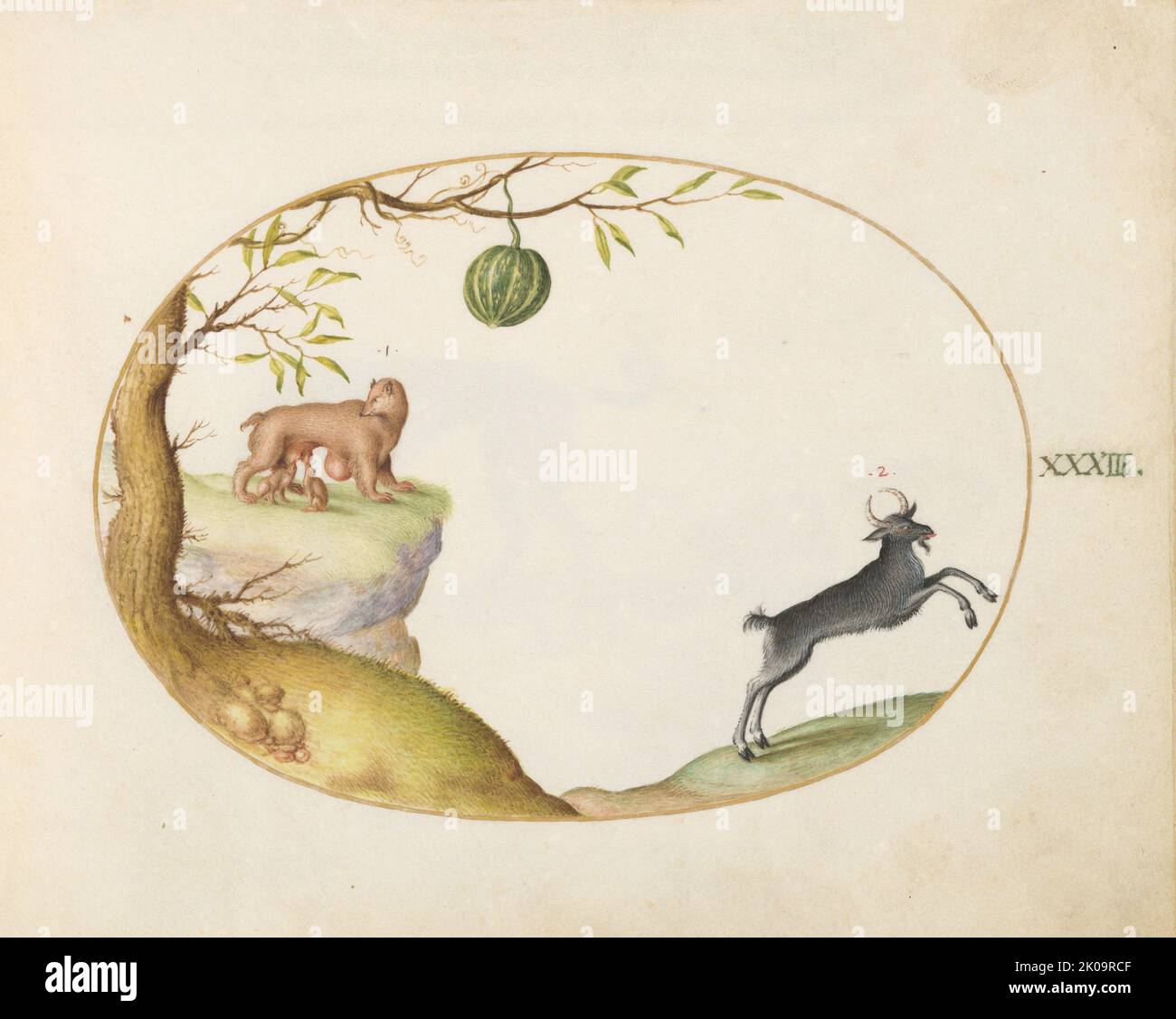 Animalia qvadrvpedia hi-res stock photography and images - Alamy