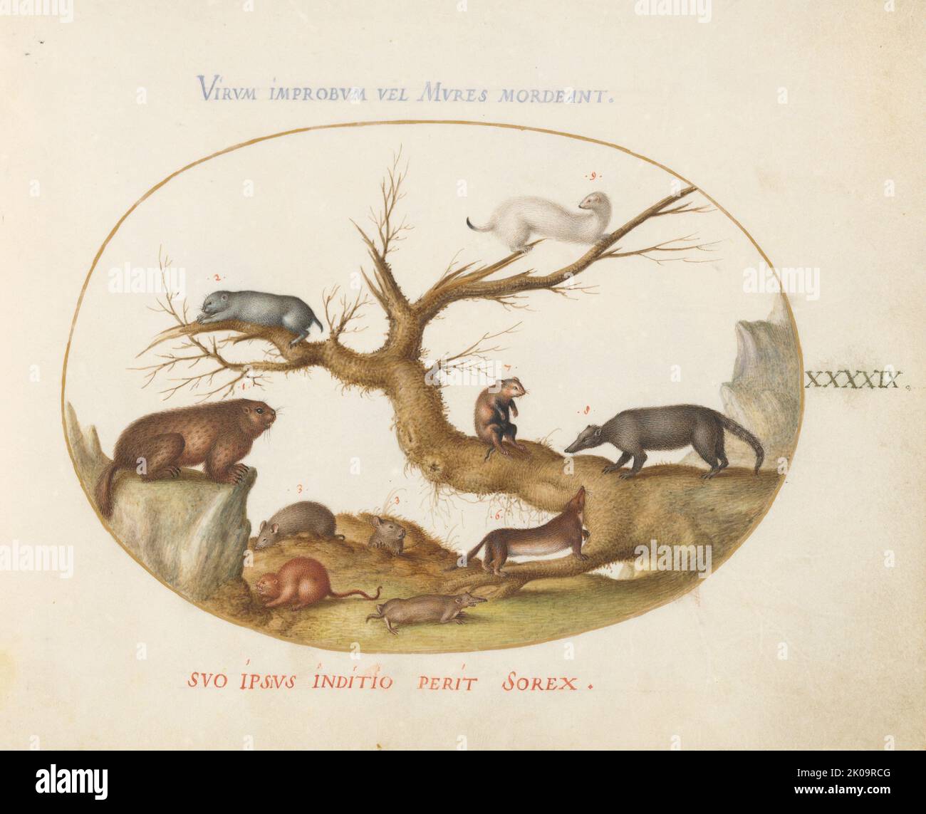 Animalia quadrupedia et reptilia terra hi-res stock photography and ...