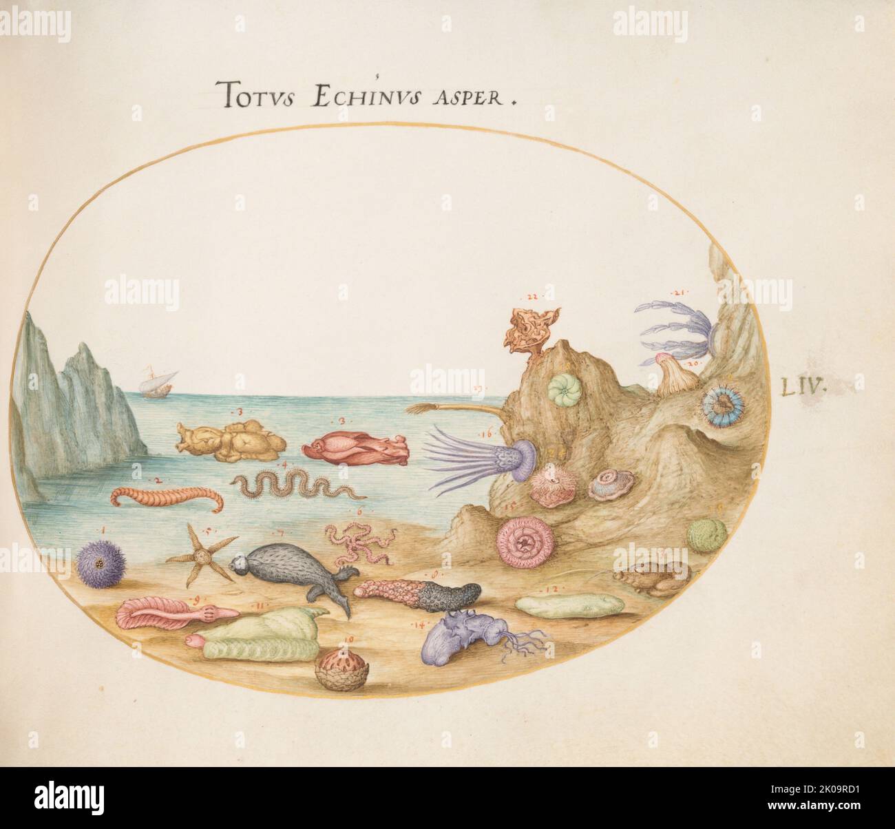 Mollusca animalia hi-res stock photography and images - Alamy