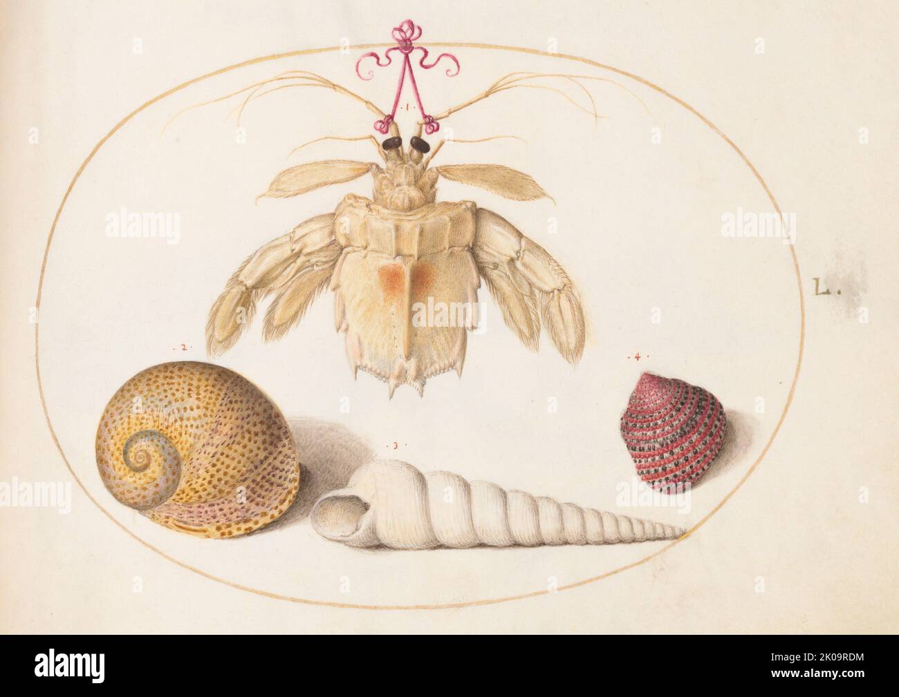 Animalia aquatilia et conchiliata aqua hi-res stock photography and ...