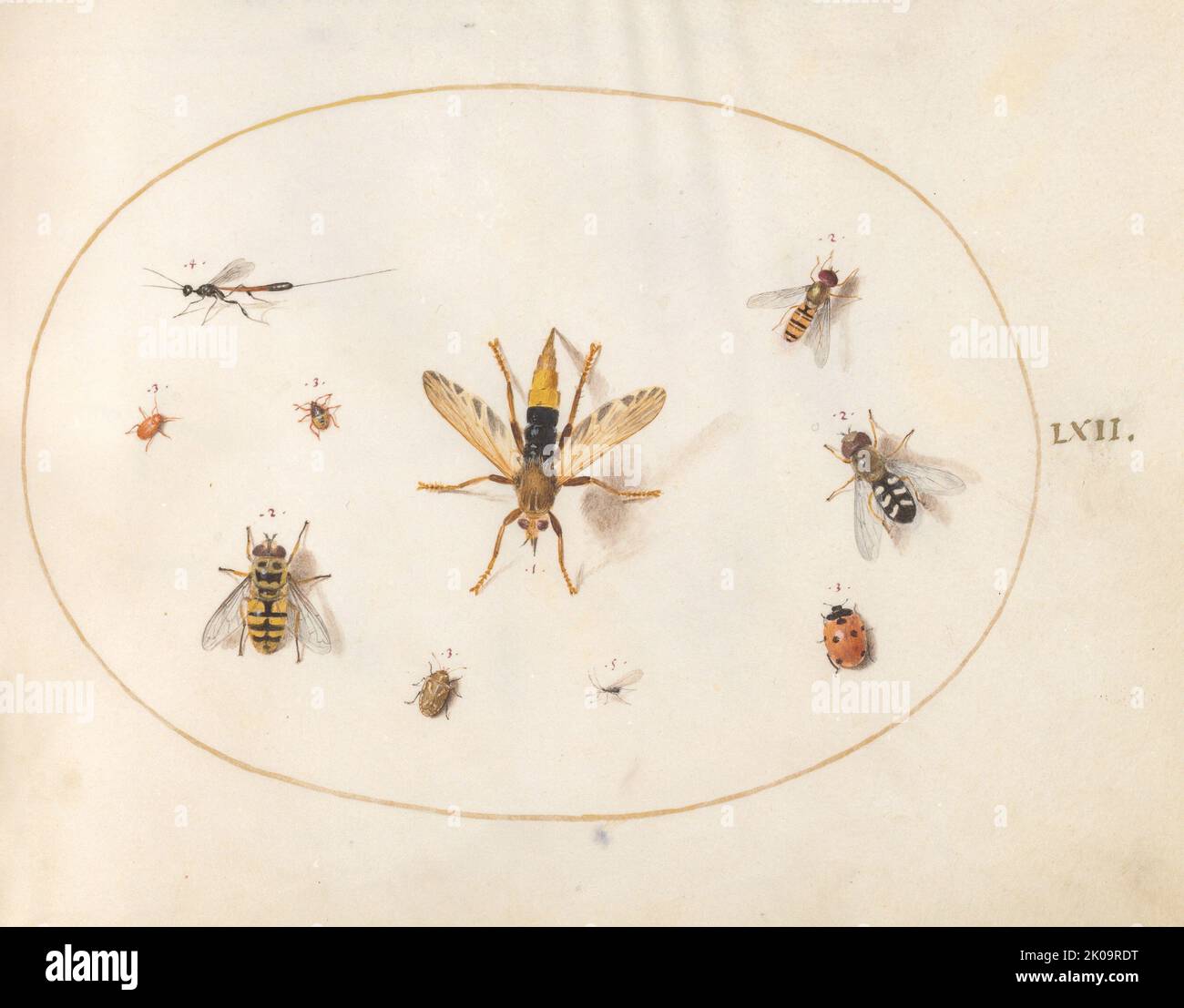 Watercolor and gouache with oval border in gold on vellum hi-res stock ...