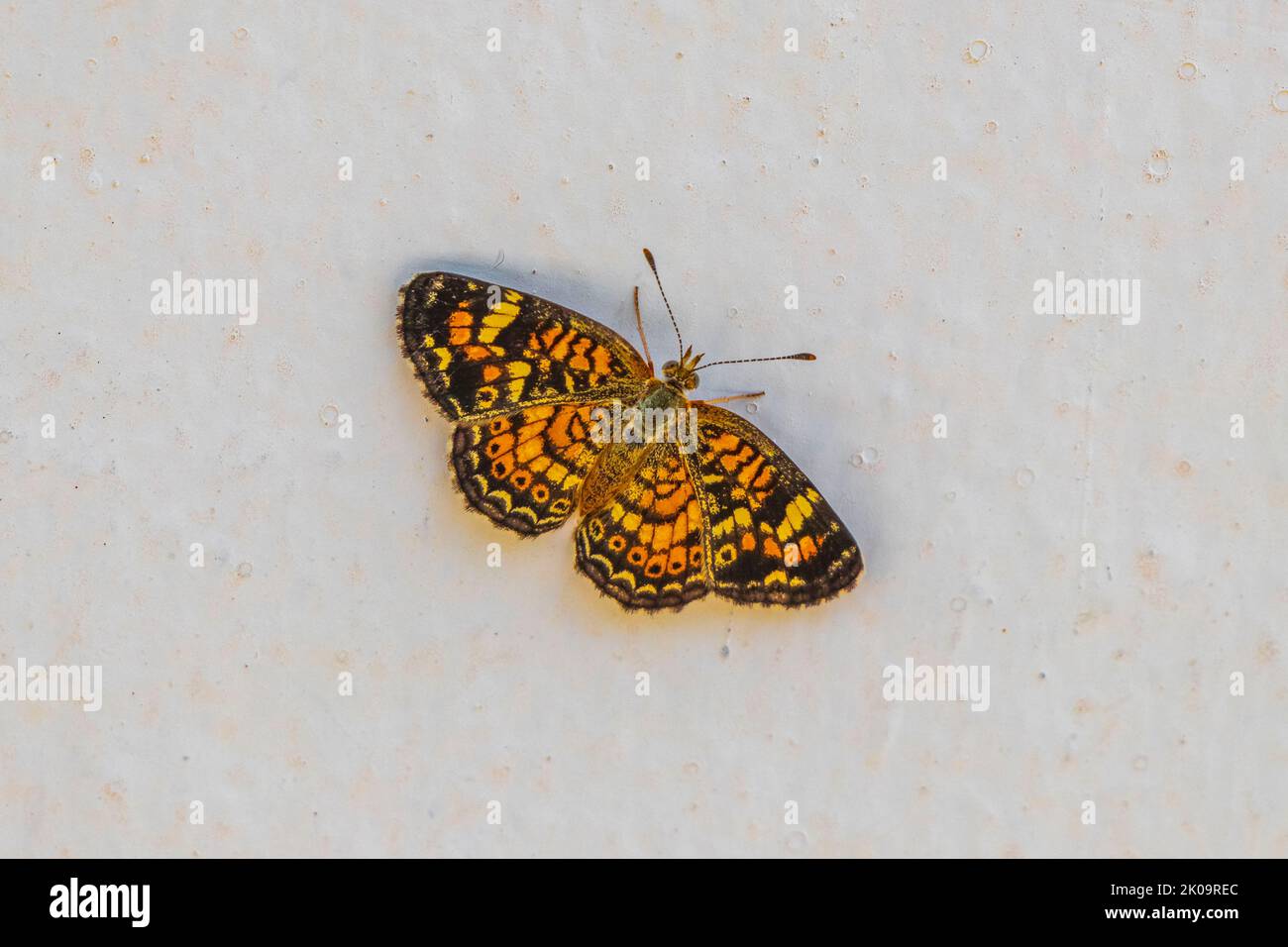 Colorful beautiful orange yellow butterfly insect sitting on the wall ...