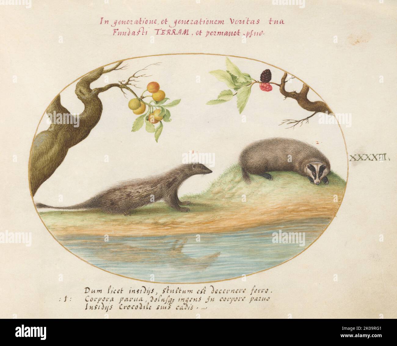 Animalia qvadrvpedia hi-res stock photography and images - Alamy