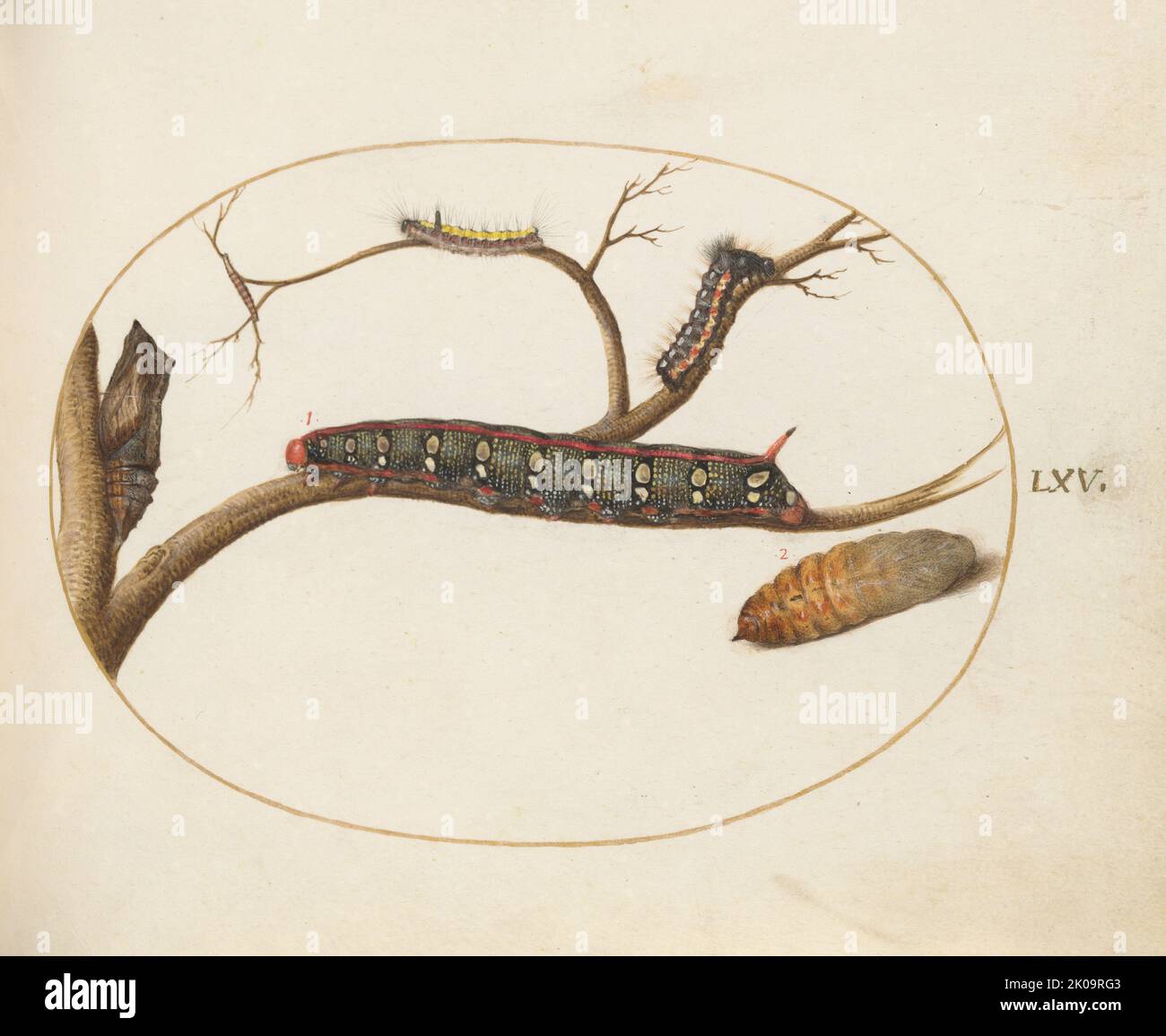 Animalia quadrupedia et reptilia terra hi-res stock photography and ...