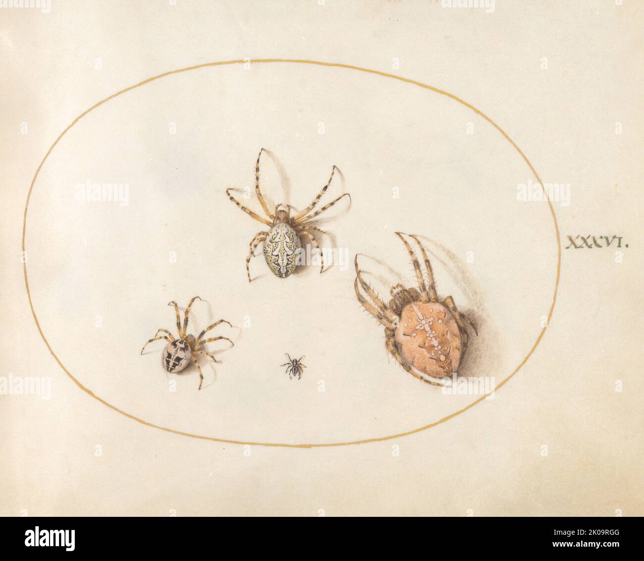 Plate 36: Three Large Spiders and One Small Spider, c. 1575/1580 Stock ...