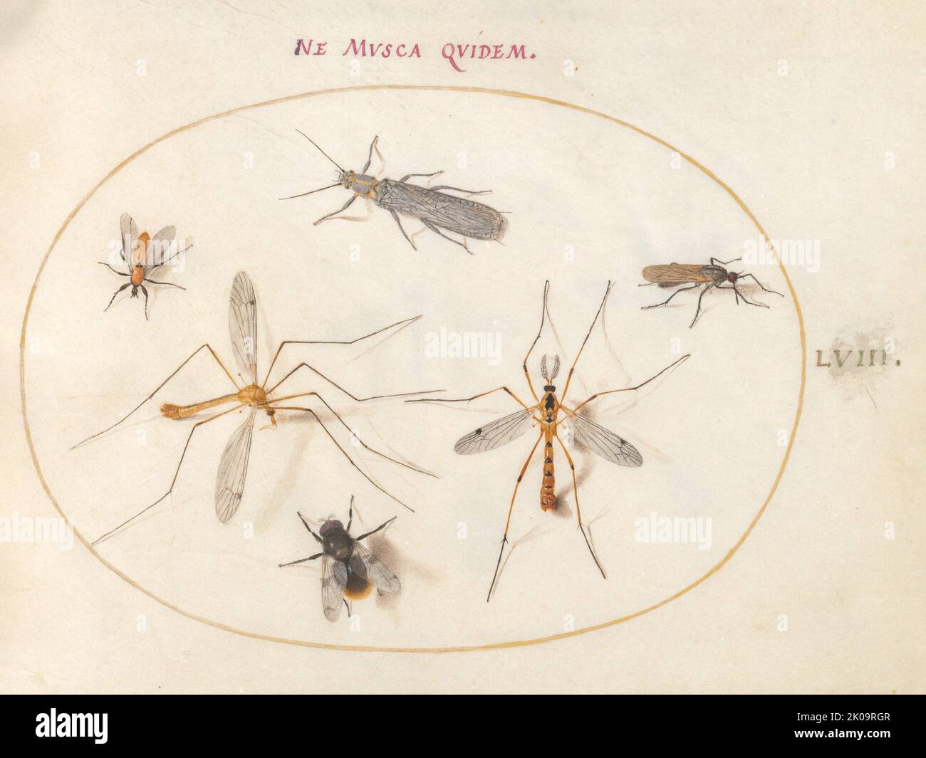 Plate 58: A Bee and Five Other Insects, c. 1575/1580 Stock Photo - Alamy