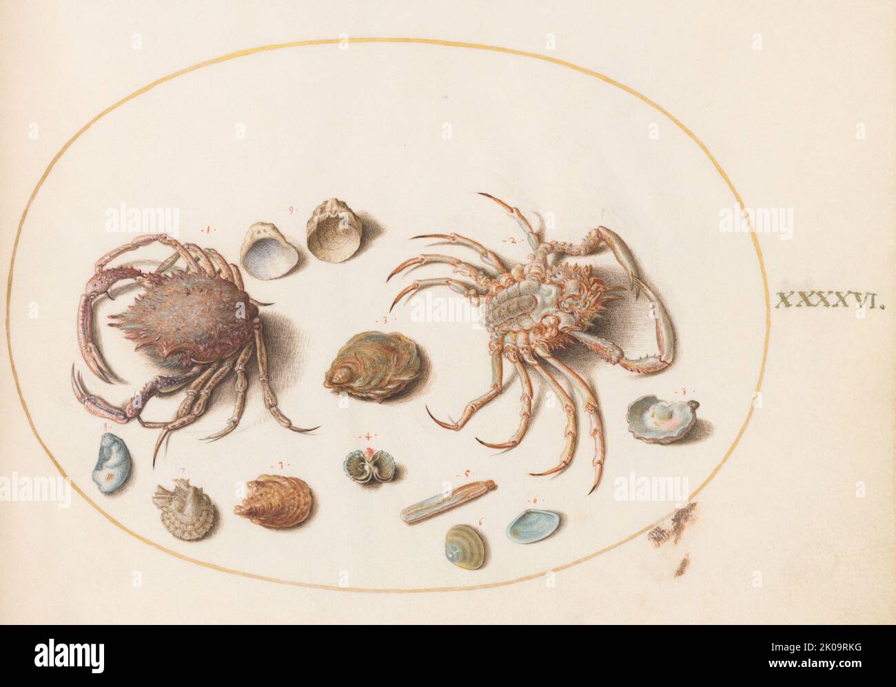 Animalia aquatilia et conchiliata aqua hi-res stock photography and ...