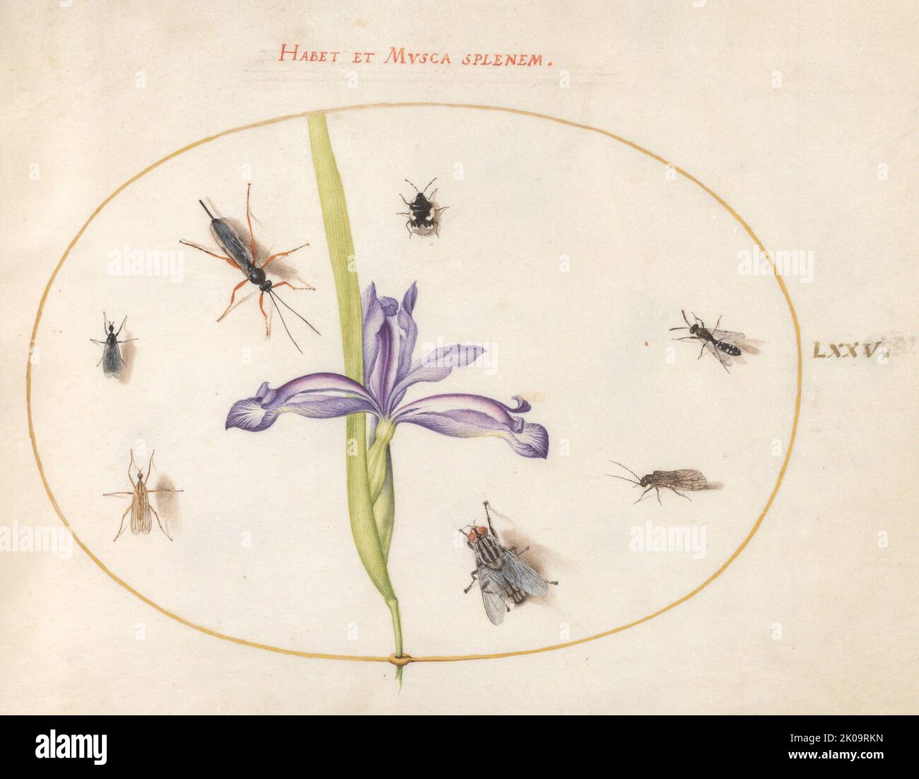 Plate 75: A Fly and Other Insects with an Iris, c. 1575/1580 Stock ...