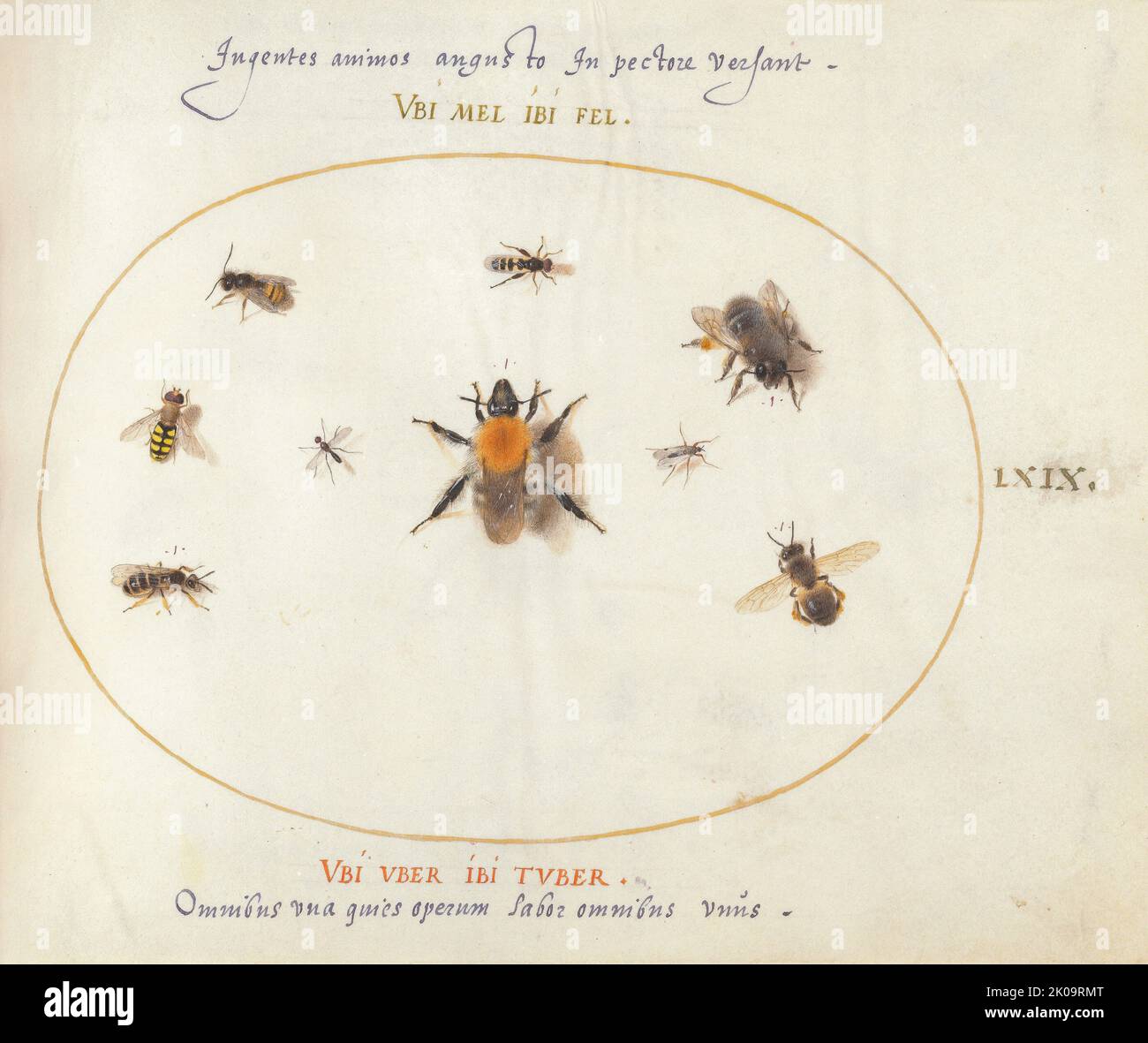 Nine insects hi-res stock photography and images - Alamy