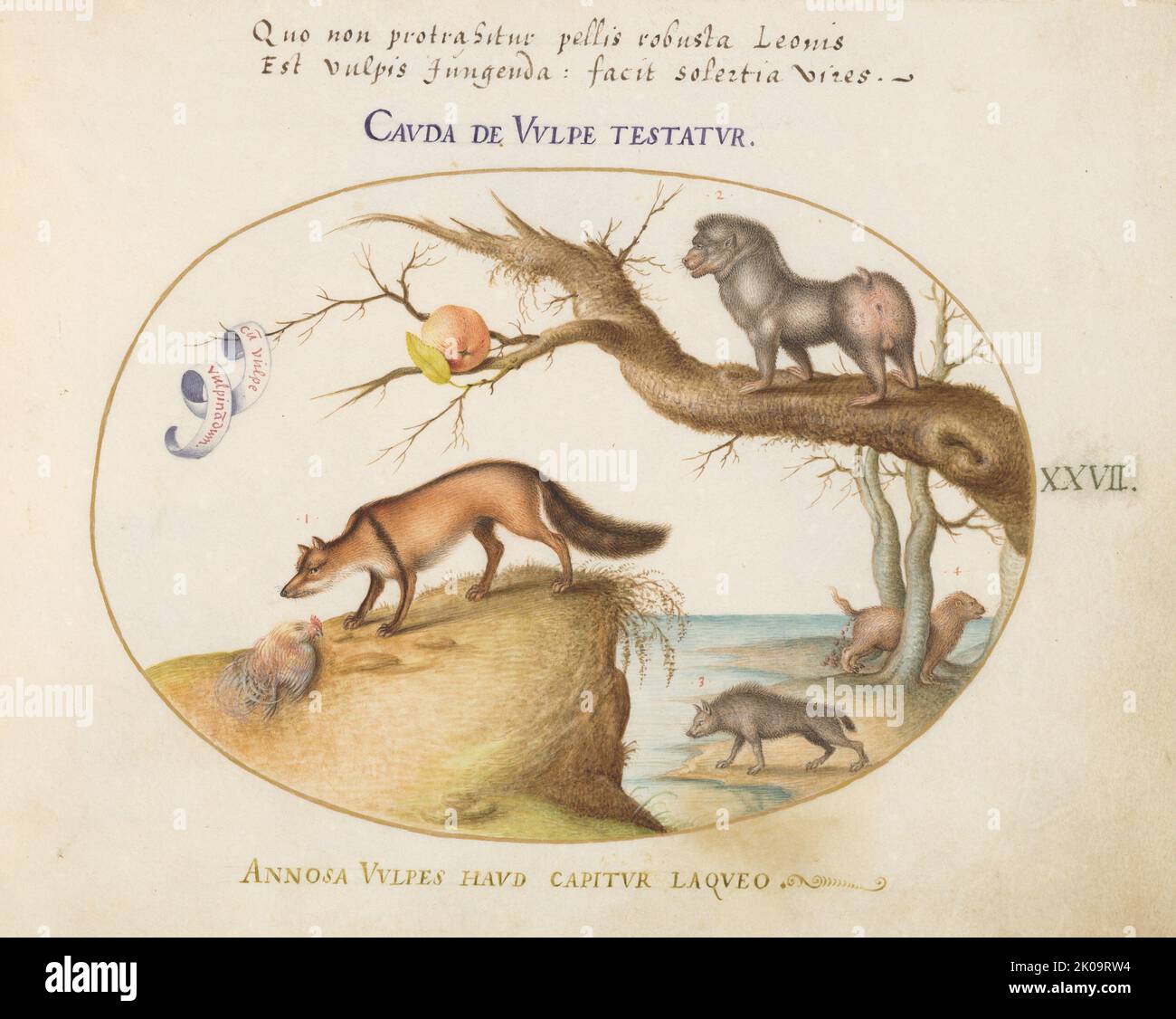 Animalia quadrupedia et reptilia terra hi-res stock photography and ...