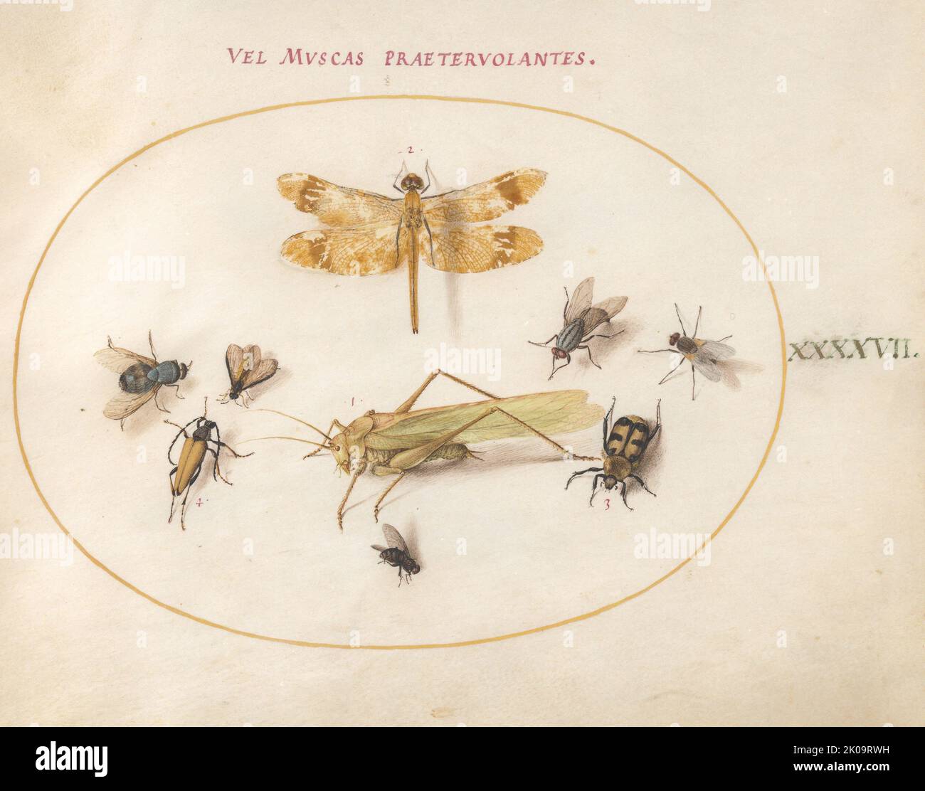 Plate 47: A Dragonfly, a Grasshopper, Flies, and Other Insects, c. 1575 ...