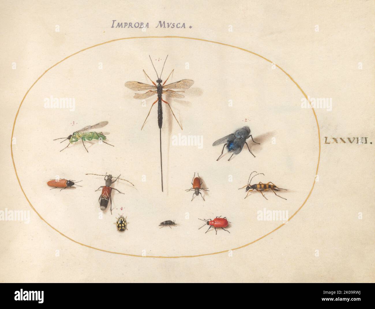 Animals including insects hi-res stock photography and images - Alamy