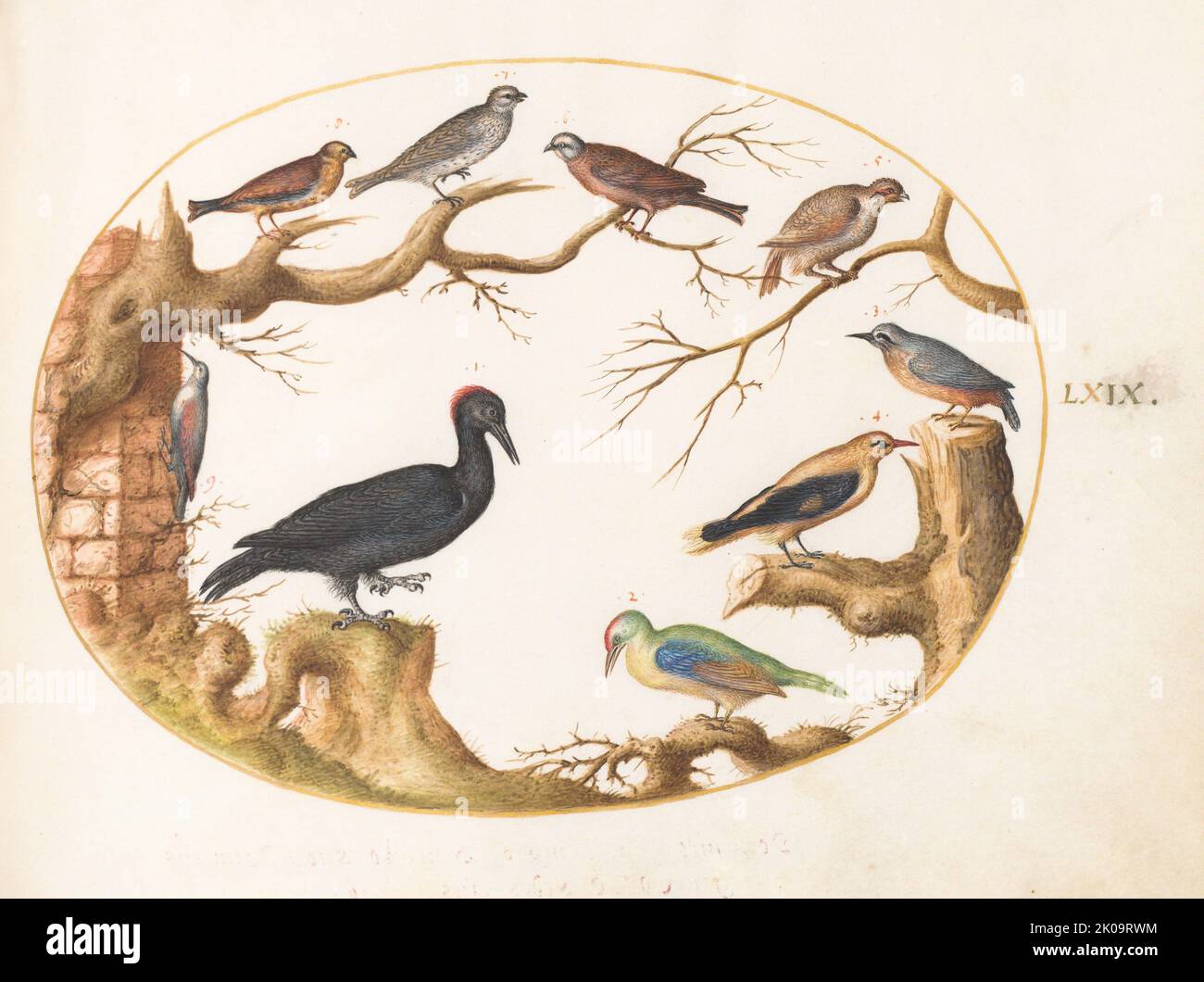 Animalia Volatilia et Amphibia (Aier): Plate LXIX, c. 1575/1580 Stock ...