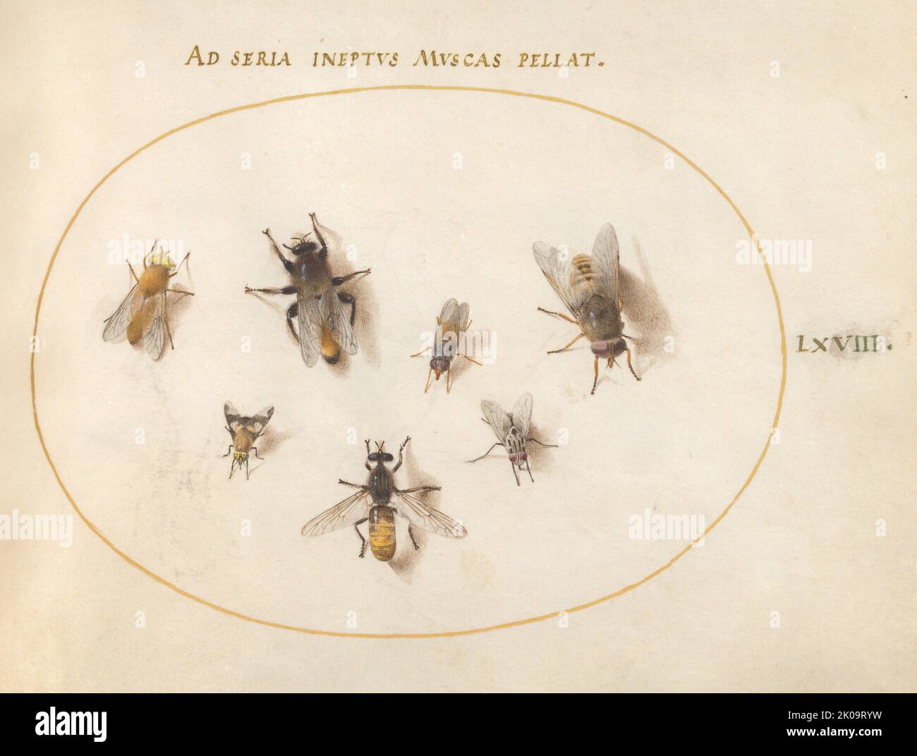 Seven bees hi-res stock photography and images - Alamy