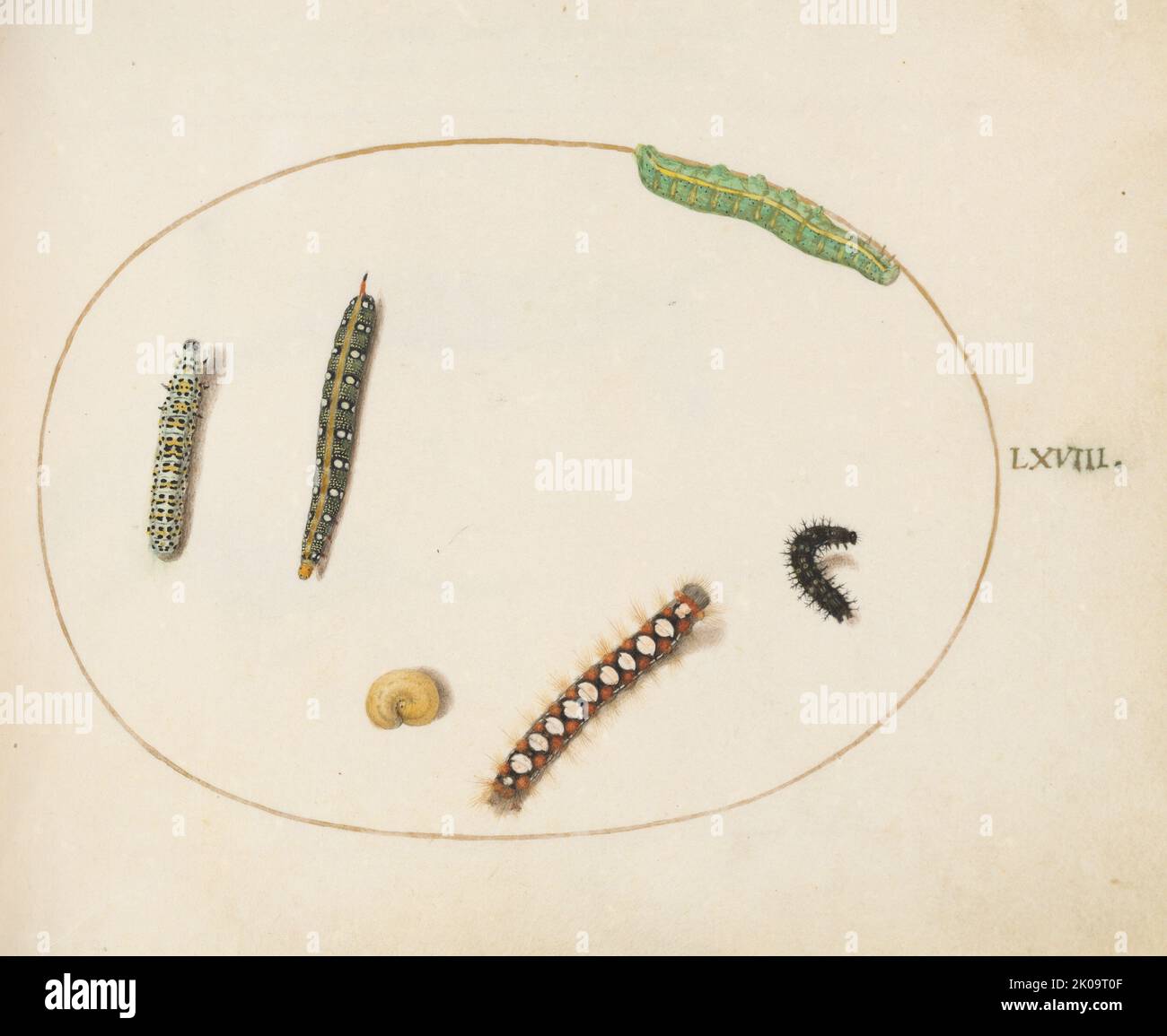 Animalia quadrupedia et reptilia terra hi-res stock photography and ...