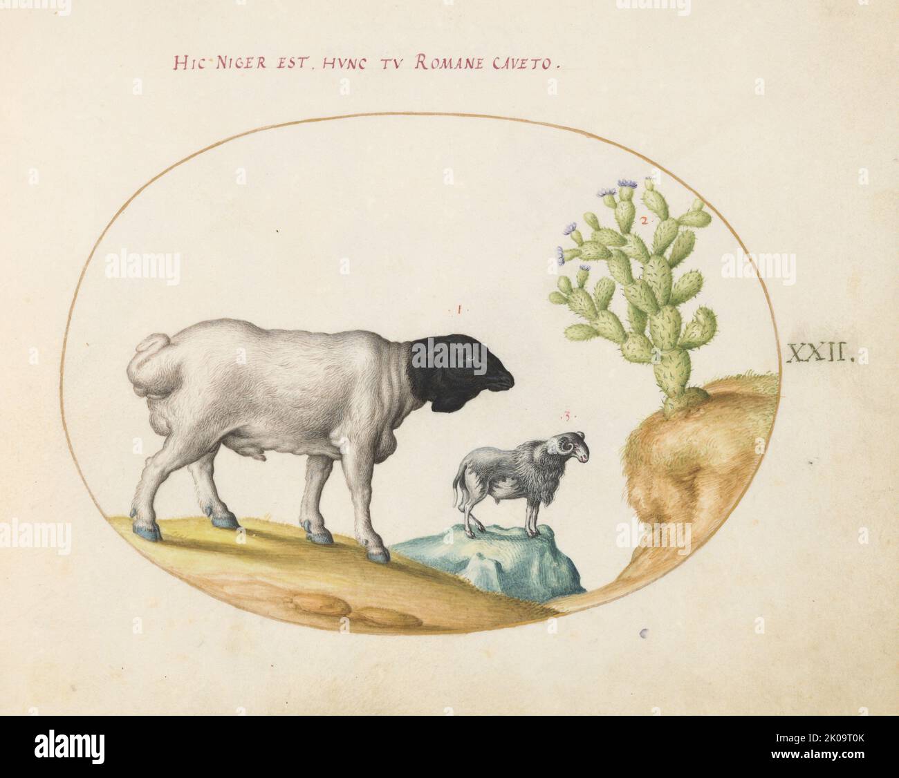 Animalia quadrupedia et reptilia terra hi-res stock photography and ...